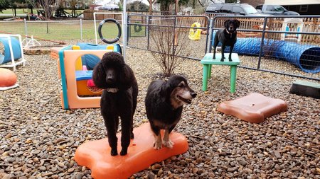 Camp Miracle Paws - Care.com Anderson, SC