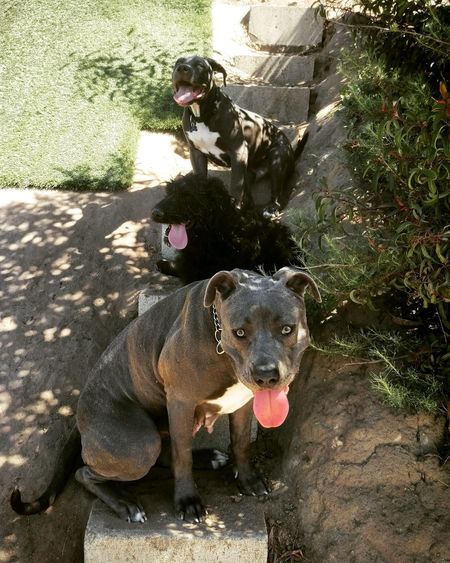 Terra Dog Services - Care.com Lake Forest, CA