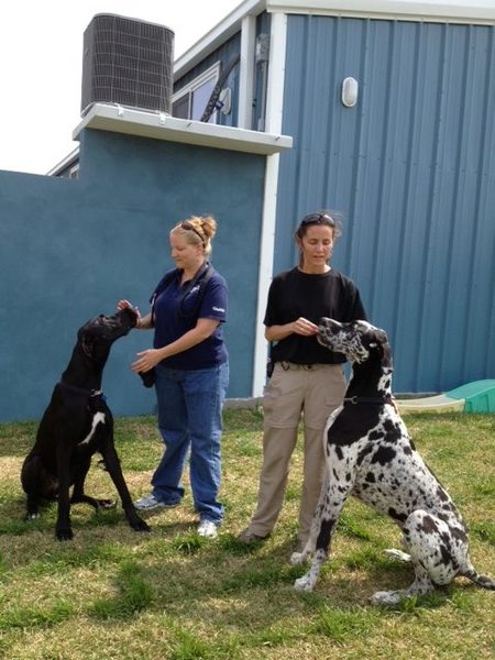 Mutts With Manners - Care.com Galveston, TX