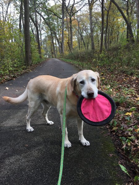 Critter Sitters Pet Sitting - Care.com Yorkville, IL