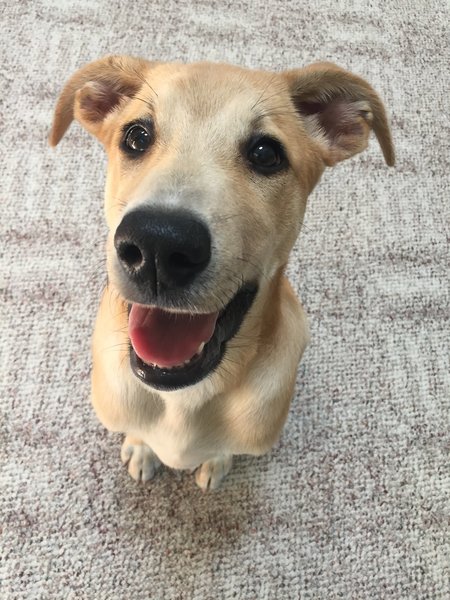 Mutts in a Rutt - Care.com Arlington Heights, IL