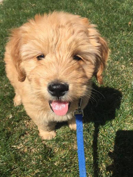 Mutts in a Rutt - Care.com Arlington Heights, IL