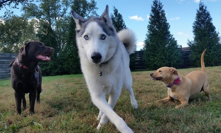 Alpha Kennels - Care.com Culpeper, VA